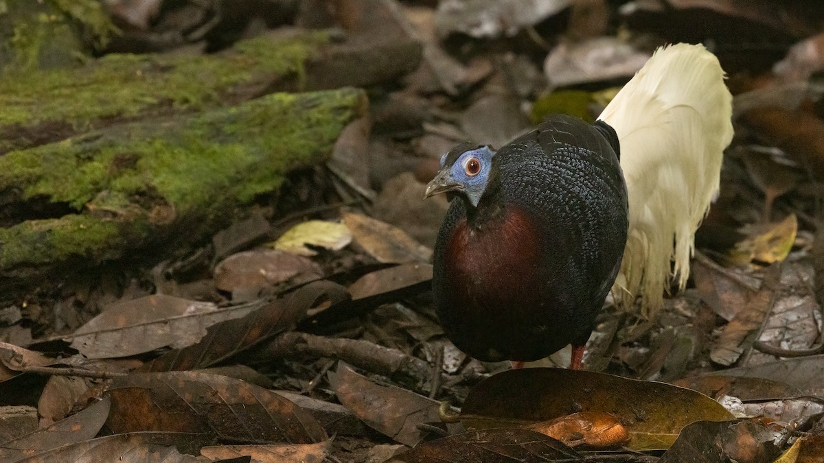 eBird Checklist - 6 Nov 2022 - Borneo Jungle Girl Camp (Trus Madi ...