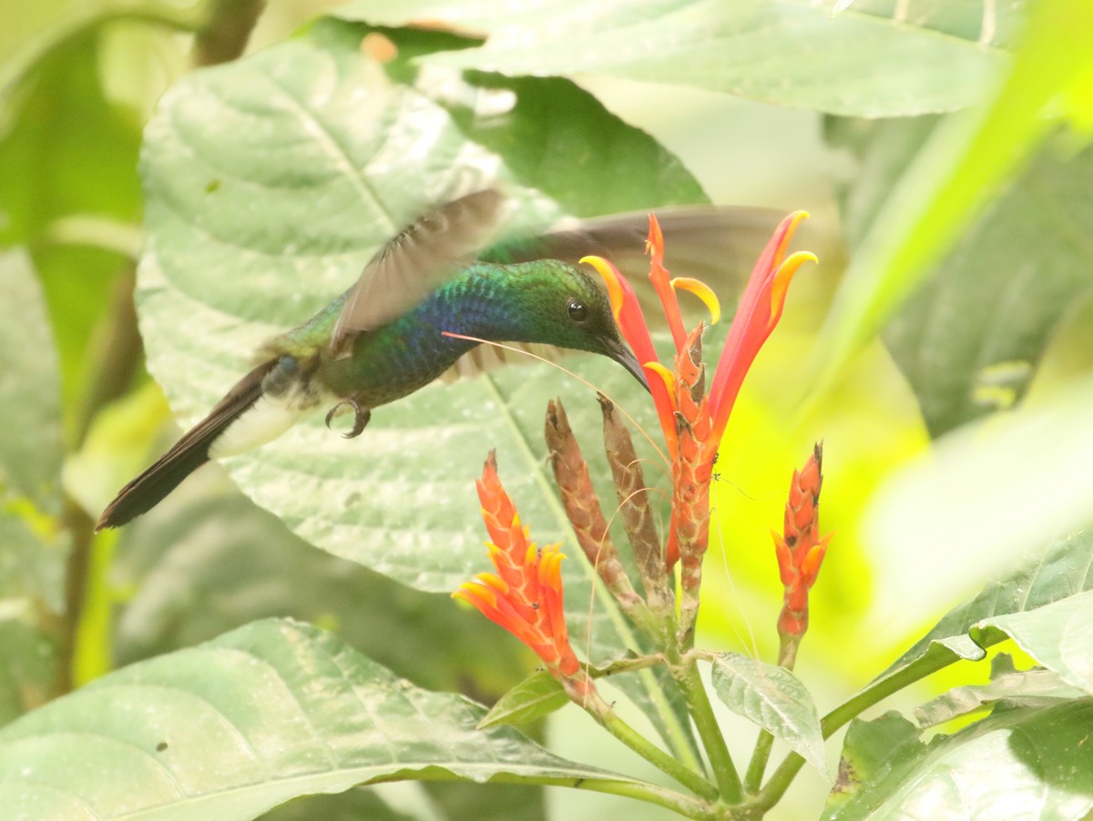 Colibrí de Buffon (caeruleogaster) - eBird