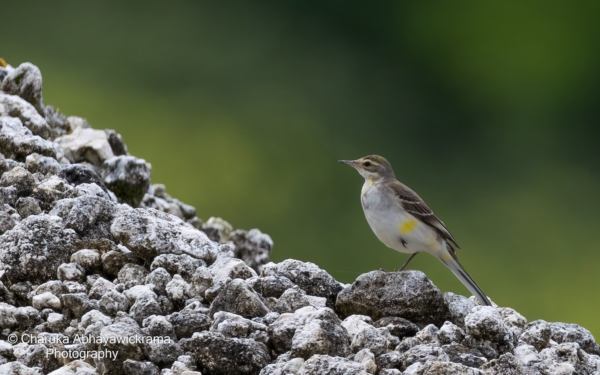 eBird Checklist - 20 Nov 2022 - Quarry Road - 3 species