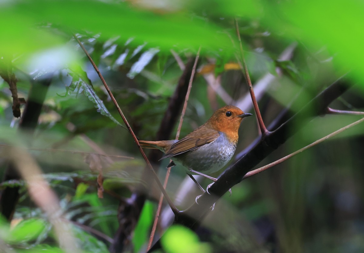 eBird Taiwan Checklist - 20 Nov 2022 - 阿柔洋產業道路, 文山區, 台北市, TW (24.971 ...