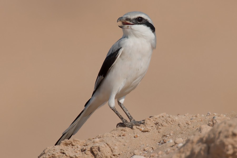 Great Grey Shrike (Steppe) - eBird