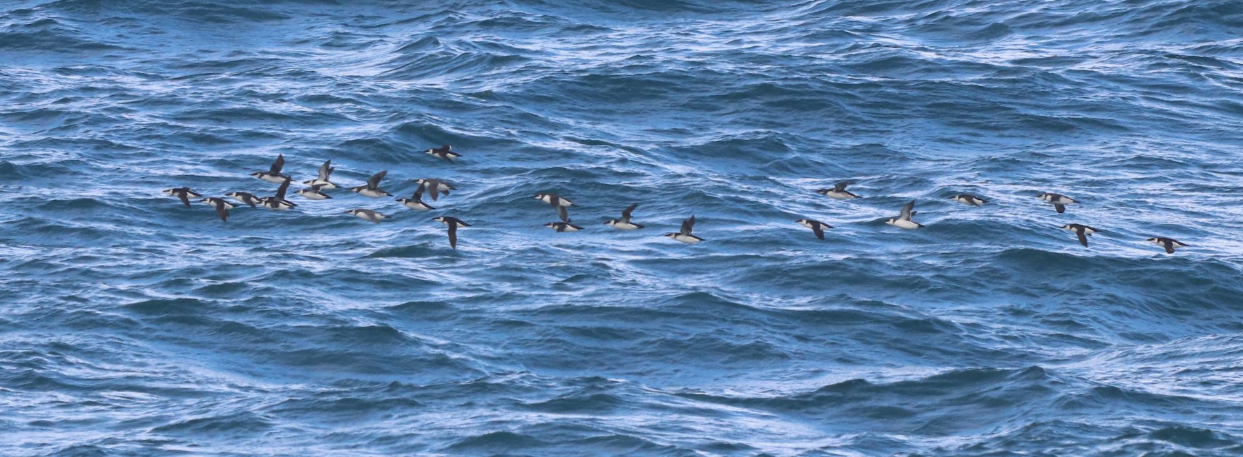 large alcid sp. - eBird