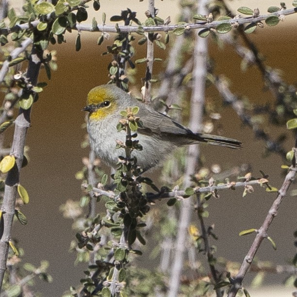 eBird Checklist - 20 Nov 2022 - 1300 Stoneridge Dr. Prescott Valley, AZ ...