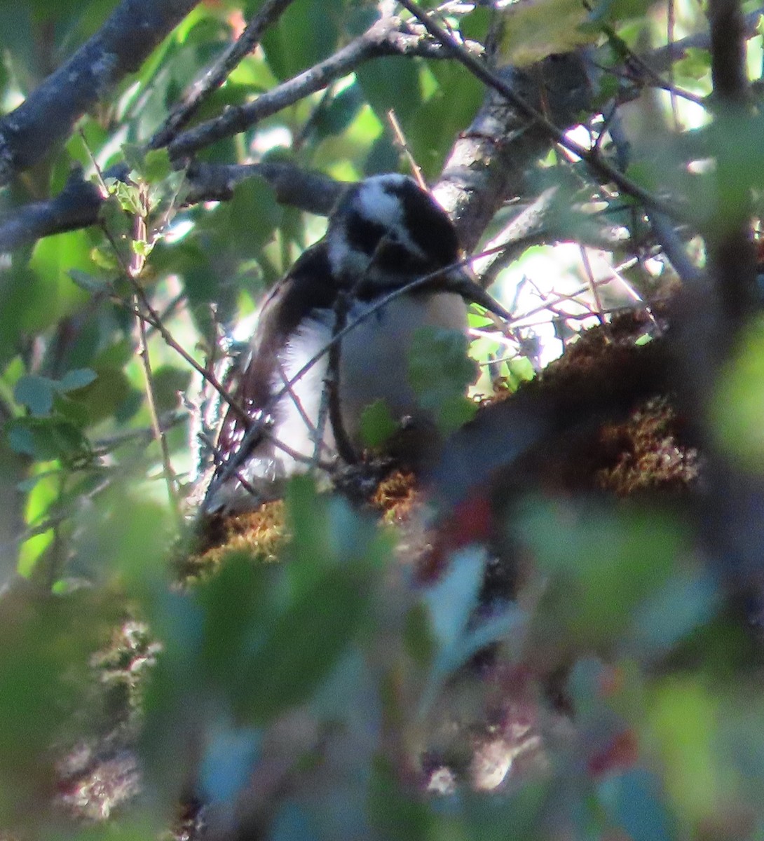 eBird Checklist - 20 Nov 2022 - Blue Jay Campground - 21 species