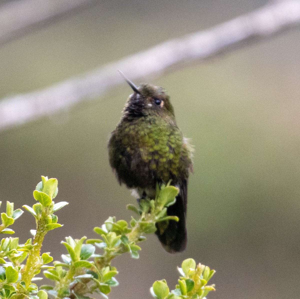 eBird Checklist - 11 Nov 2022 - Cayambe Coca Ecological Reserve - 7 species