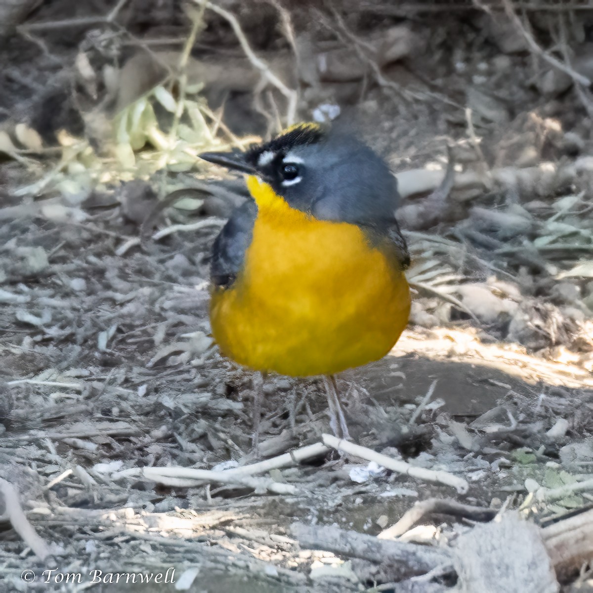 eBird Checklist - 20 Nov 2022 - stakeout Fan-tailed Warbler, Rollins Rd ...