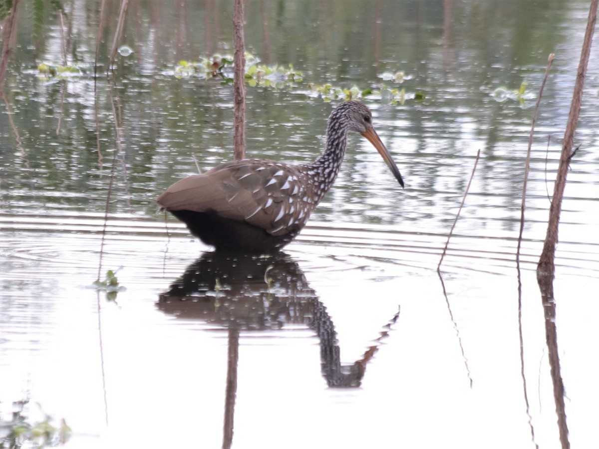 eBird Checklist - 20 Nov 2022 - Lakeside Park, The Woodlands - 14 species