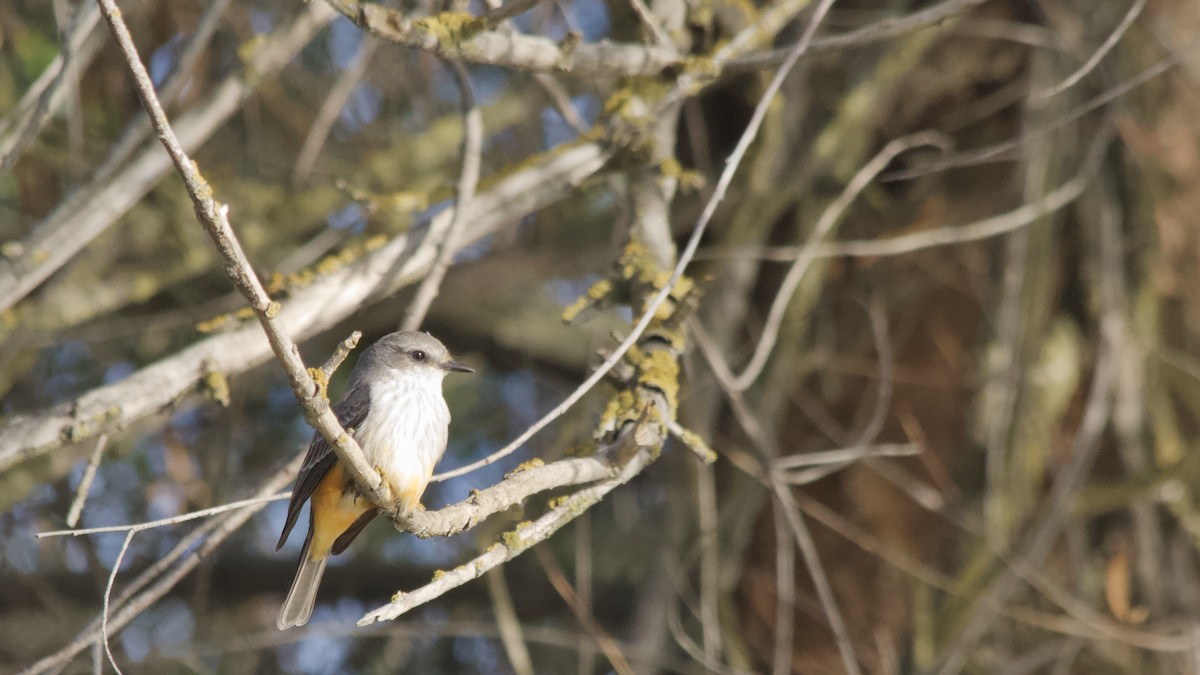 eBird Checklist - 20 Nov 2022 - Merced NWR - 62 species (+1 other taxa)