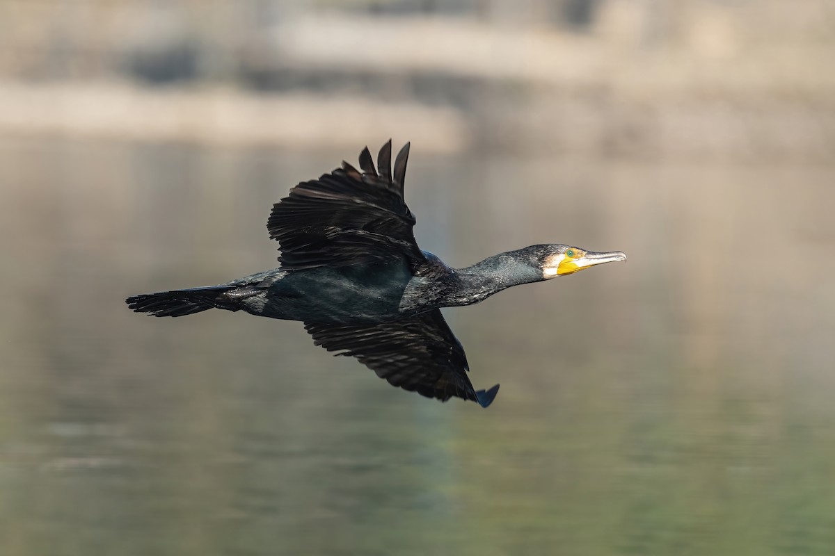 eBird Checklist - 21 Nov 2022 - Taudaha - 22 species