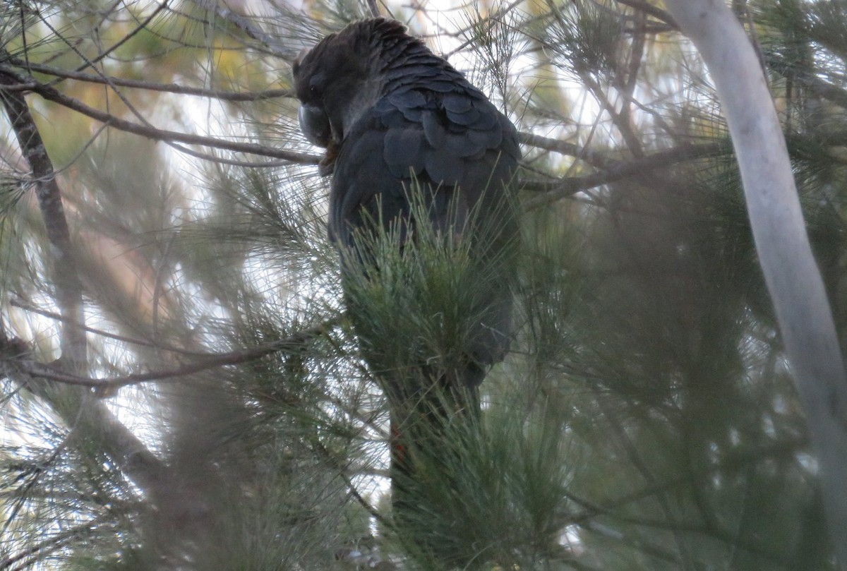 eBird Checklist - 2 Oct 2018 - Blue Mountains National Park--Evans ...