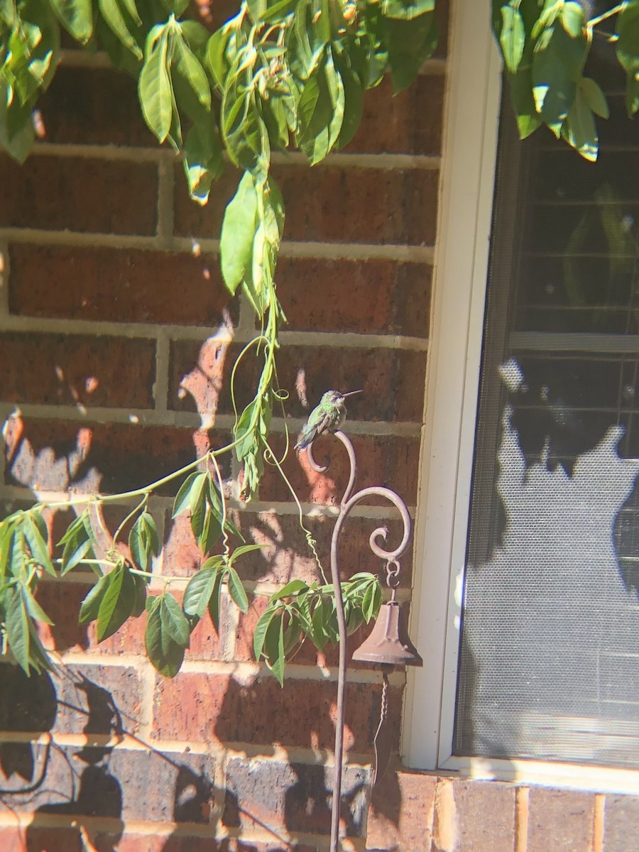 eBird Checklist - 20 Nov 2022 - BBHU Stakeout (PRIVATE-BY REQUEST) - 4 ...