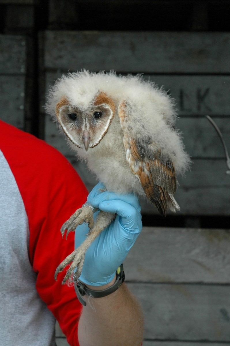 Pennsylvania eBird Checklist - 3 Jun 2021 - Barn Owl banding site #1 - 1 species