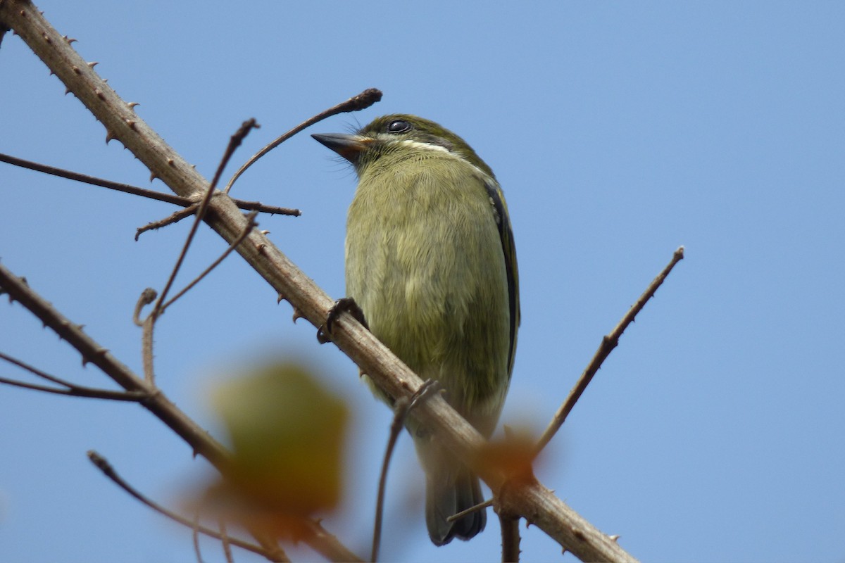 Moustached Tinkerbird - Pogoniulus leucomystax - Birds of the World