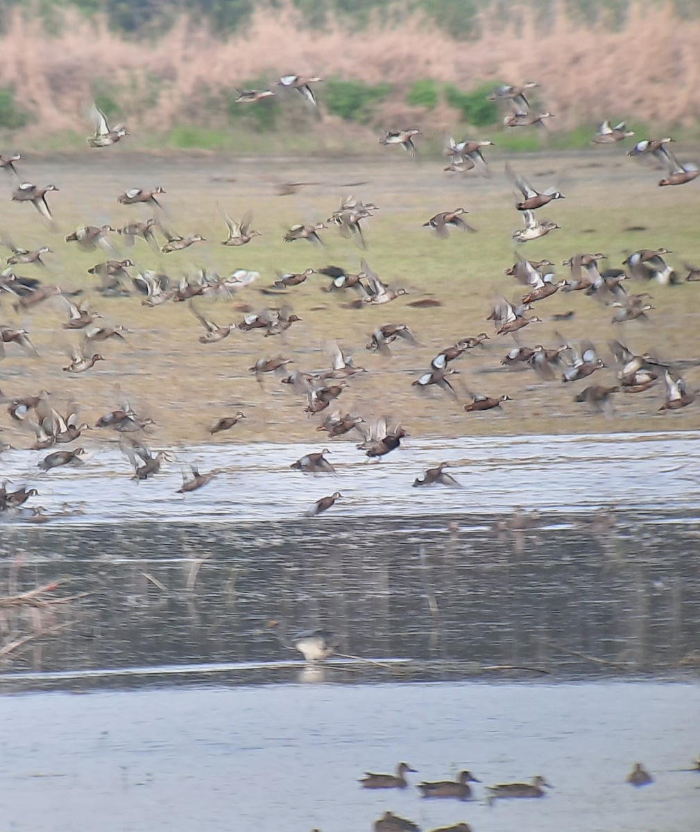 eBird Checklist - 21 Nov 2022 - Gargiulo Tomato Field - 55 species