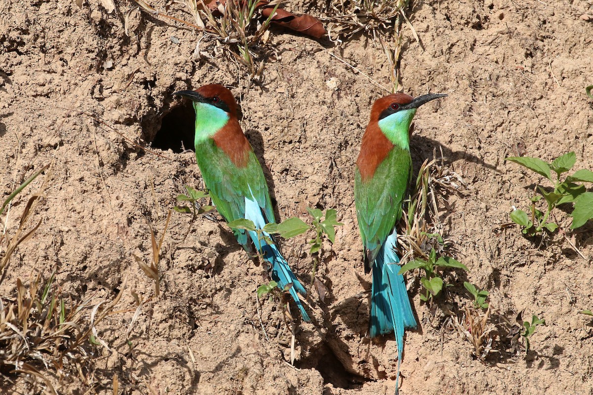 Rufous-crowned Bee-eater - Merops americanus - Birds of the World