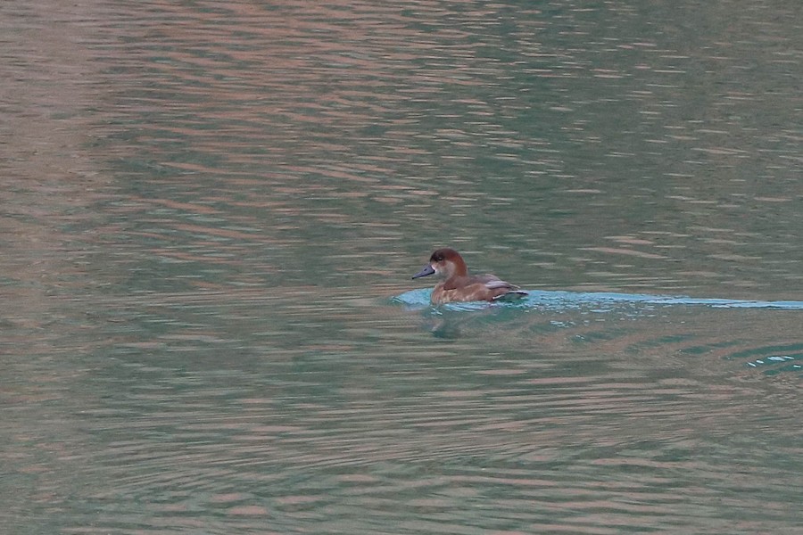 Red-crested x Common Pochard (hybrid) - eBird