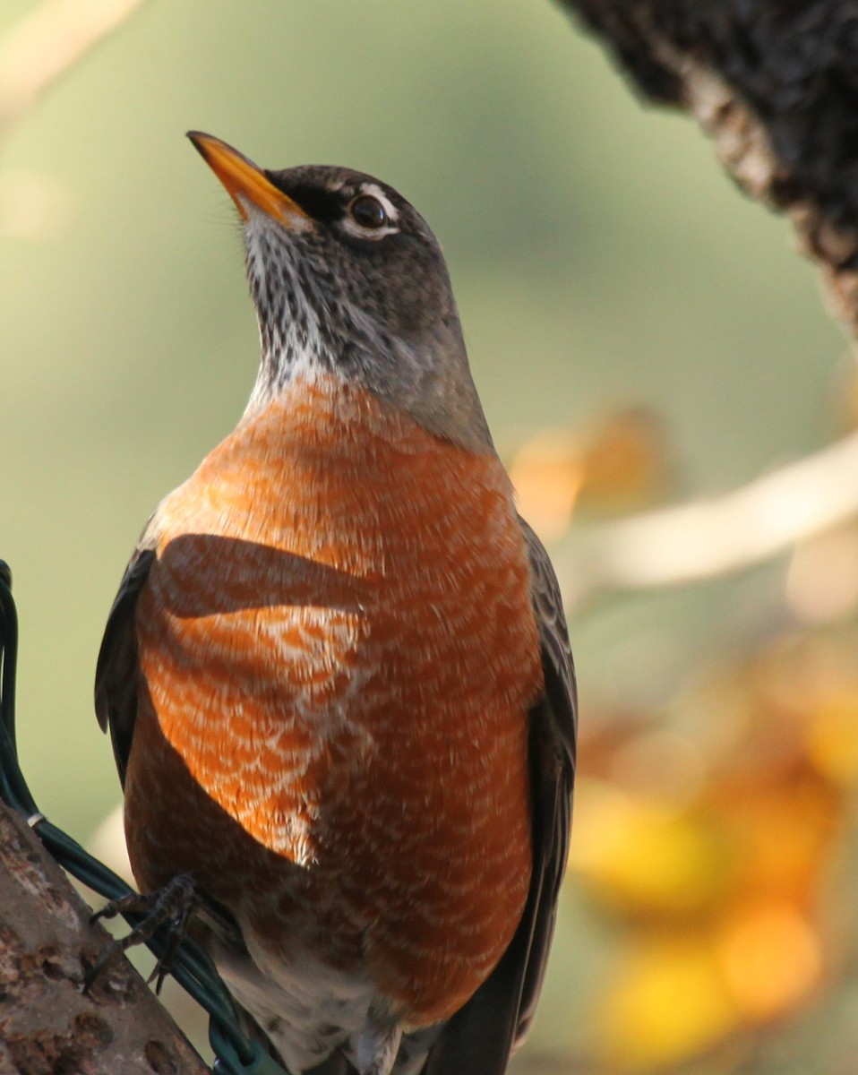 eBird Checklist - 21 Nov 2022 - Mule Pass Yard - 32 species