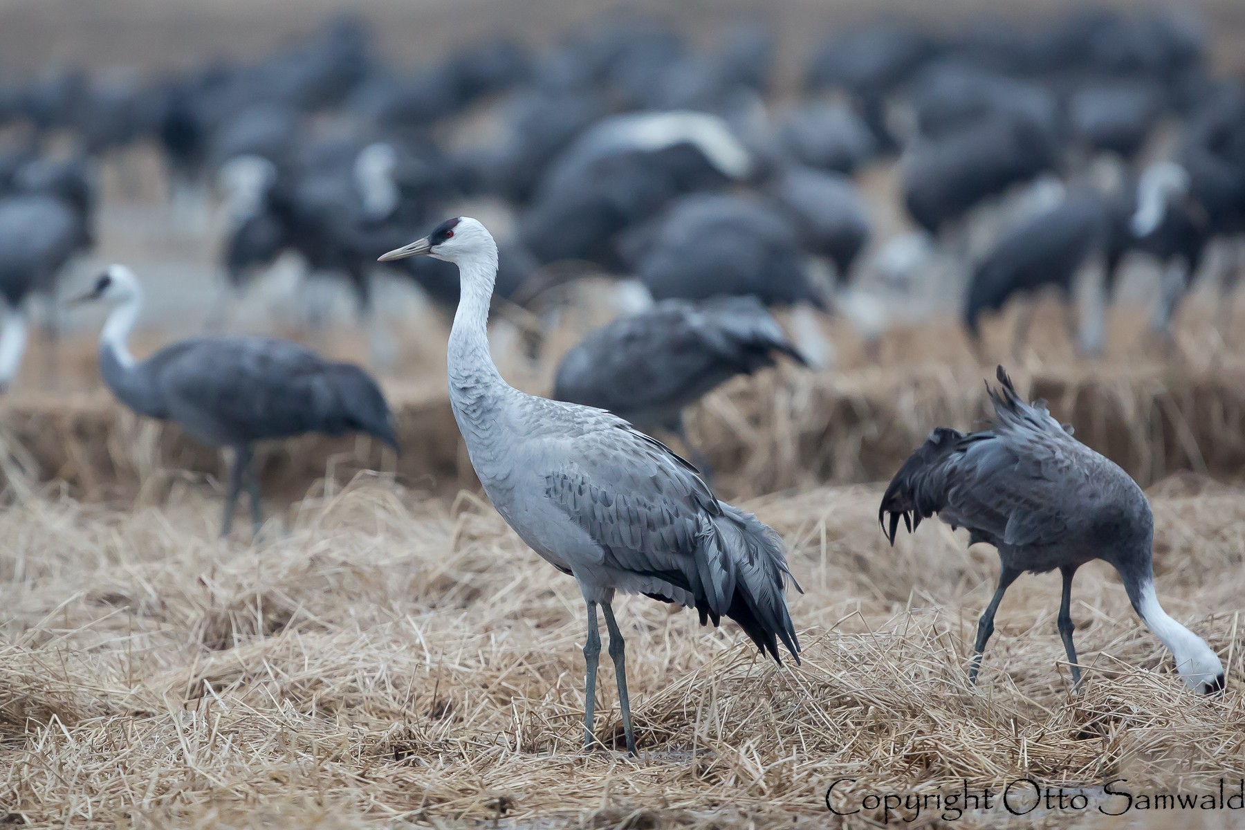 Common x Hooded Crane (hybrid) - eBird