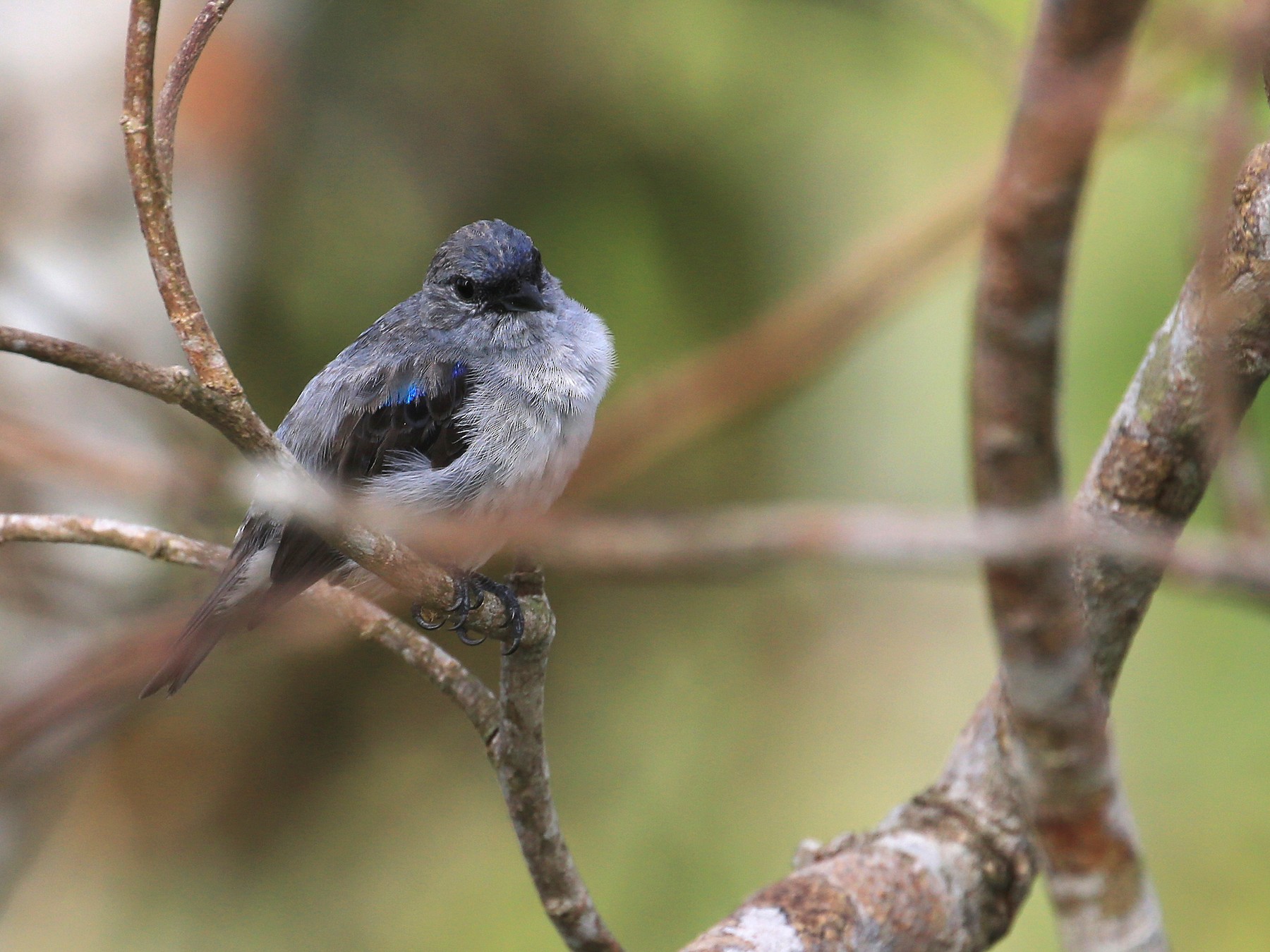 Plain-colored Tanager - eBird