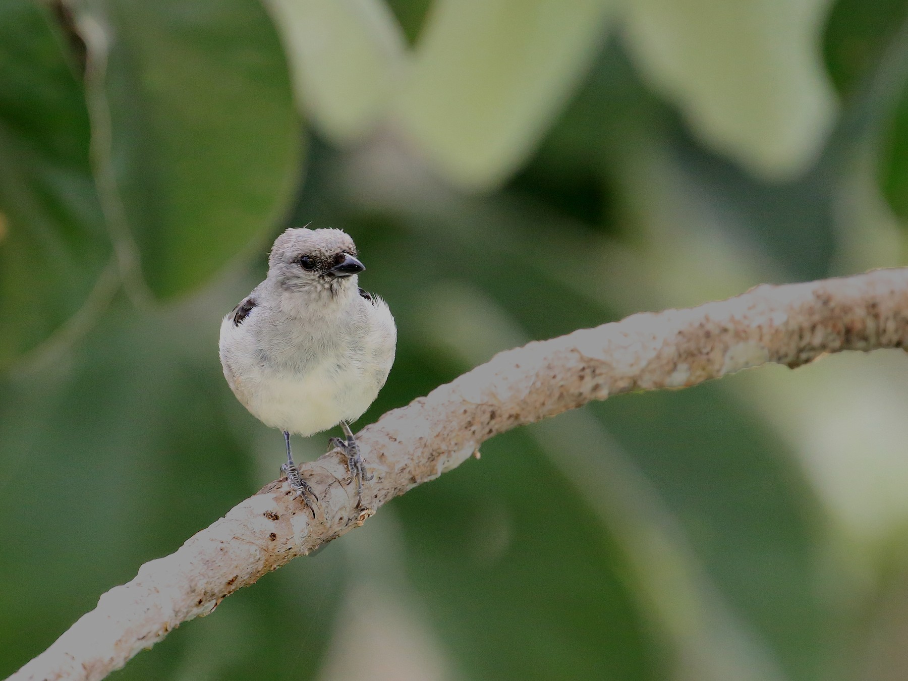 Plain-colored Tanager - eBird
