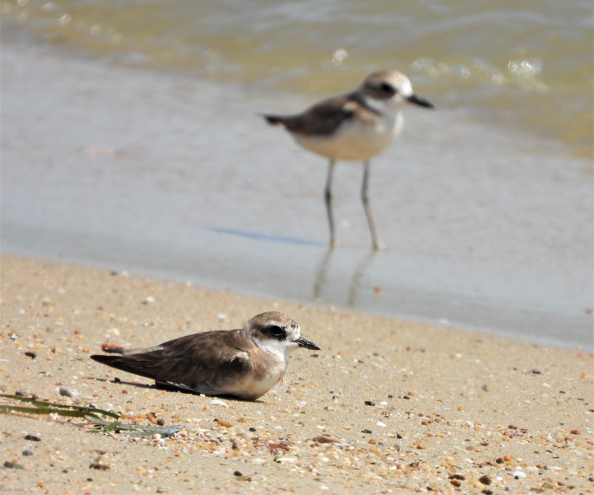 eBird Checklist - 22 Nov 2022 - Cairns Esplanade - 41 species