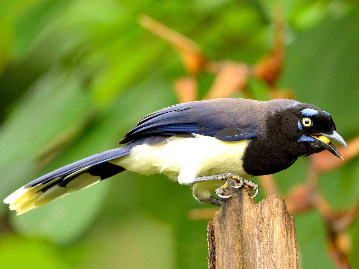 Black-chested Jay - Cyanocorax affinis - Birds of the World