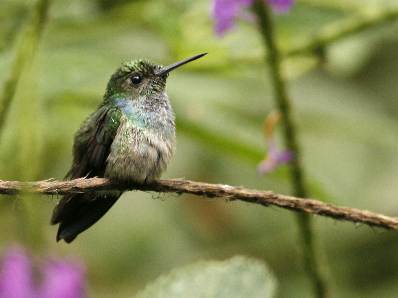 Blue-chested Hummingbird - eBird