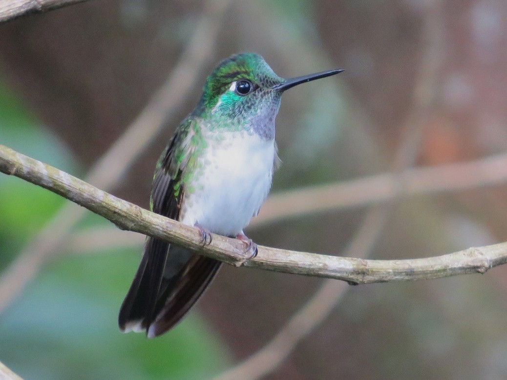 White-bellied Mountain-gem - eBird
