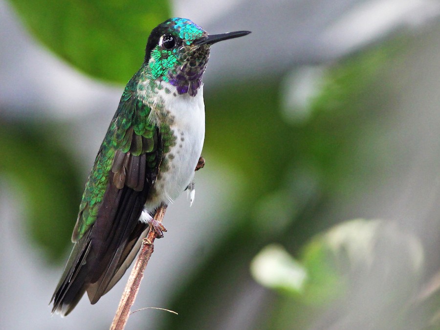 White-bellied Mountain-gem - eBird