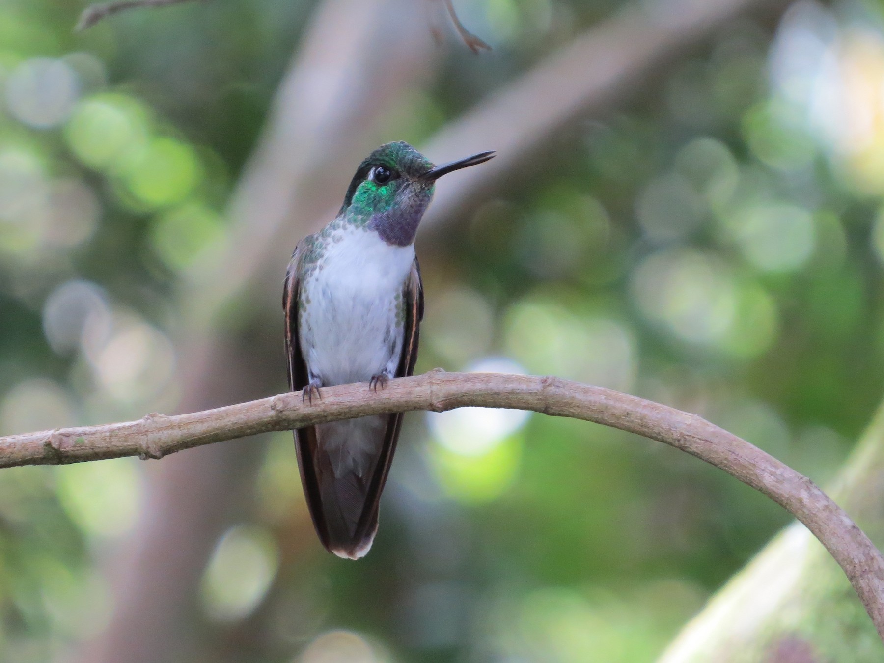 White-bellied Mountain-gem - eBird