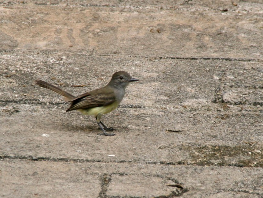 Panama Flycatcher - eBird