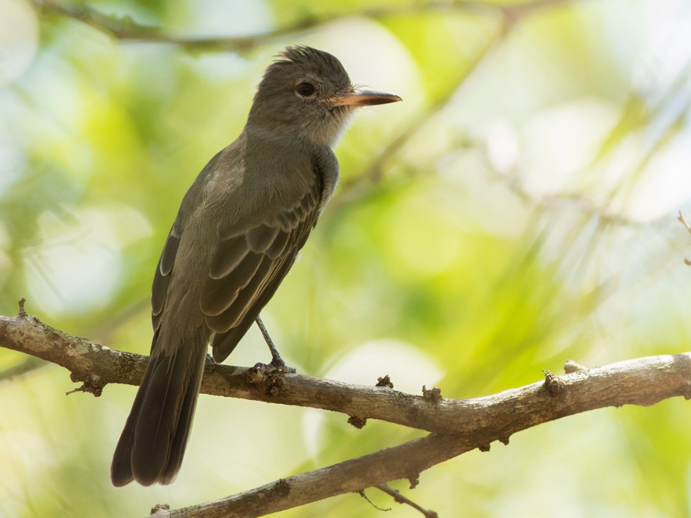 Panama Flycatcher - eBird