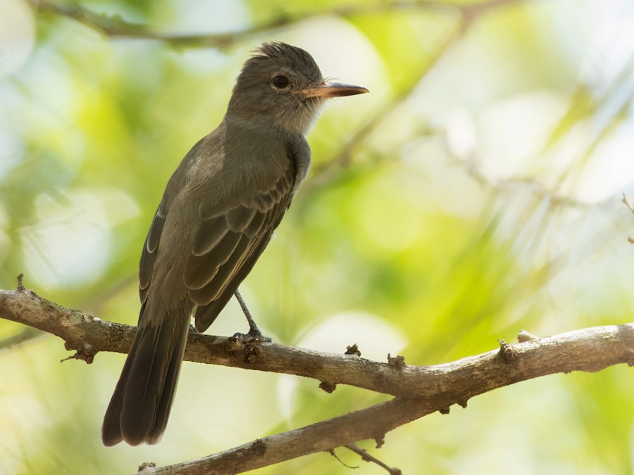Panama Flycatcher - eBird