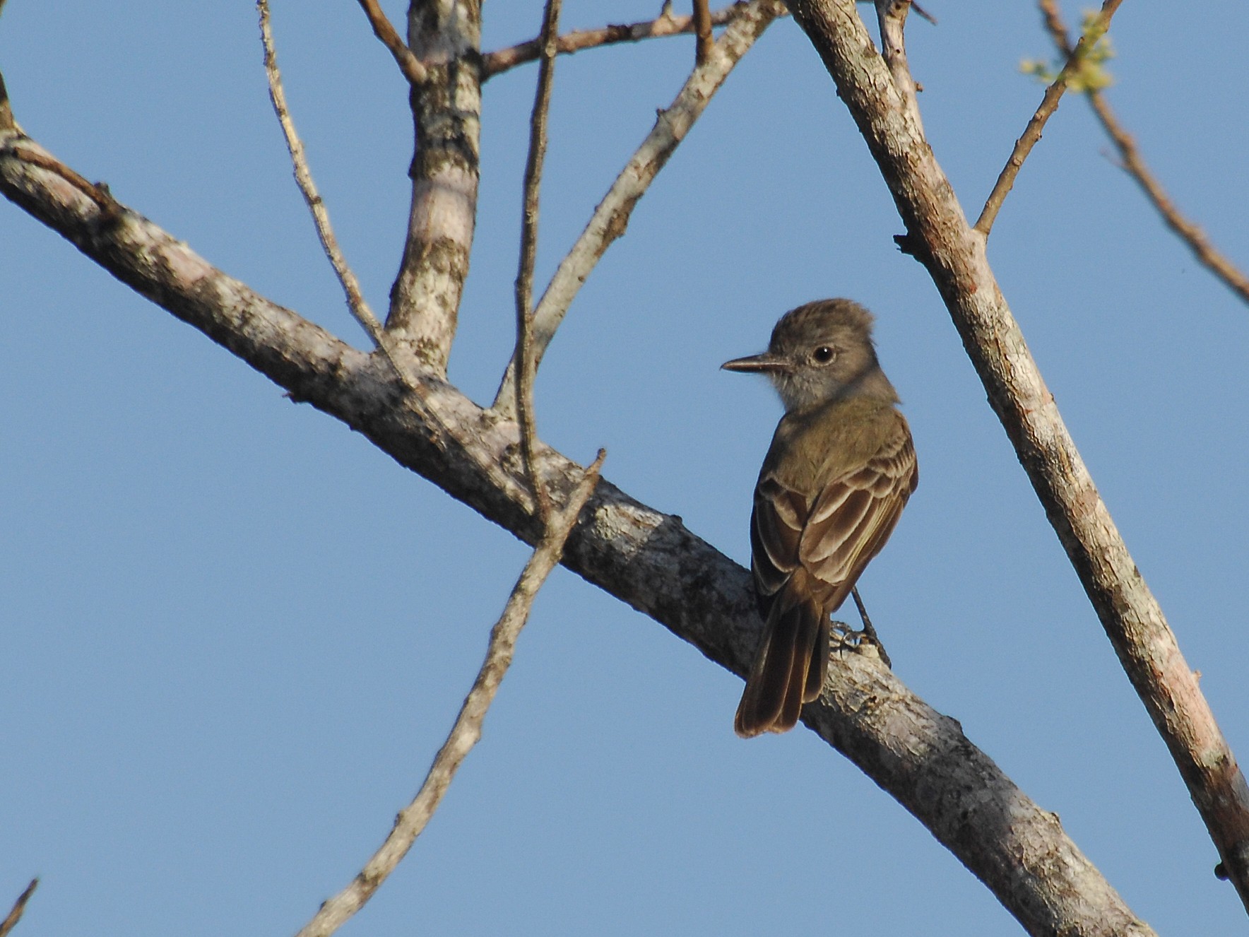 Panama Flycatcher - eBird
