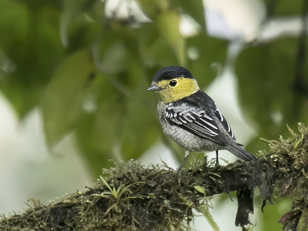 Barred Becard - eBird