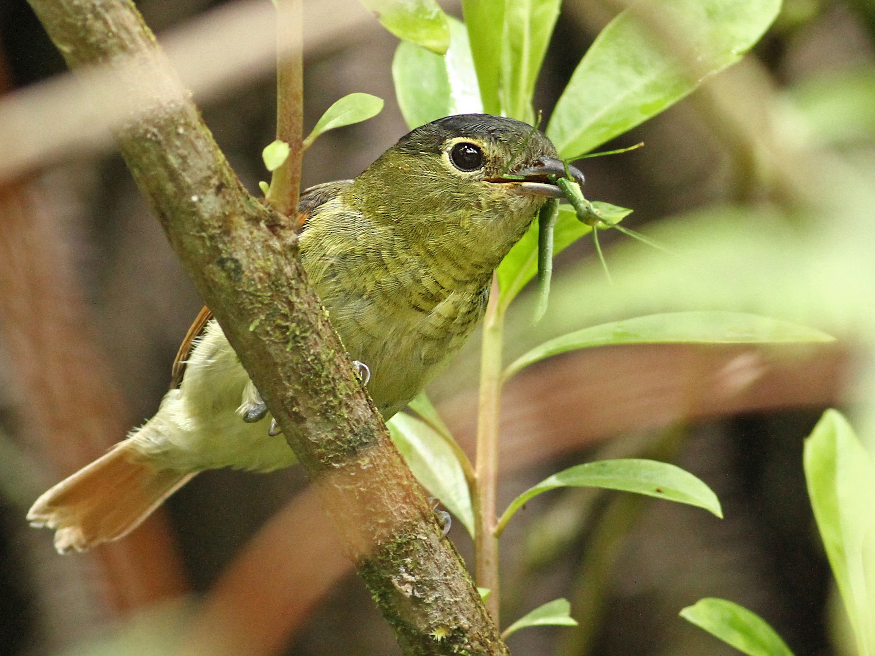 Barred Becard - eBird
