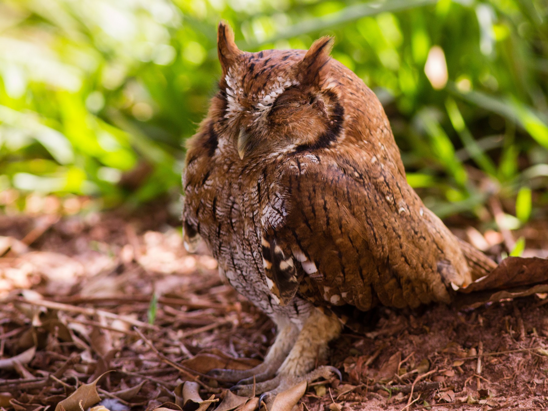 Tropical Screech-Owl - eBird