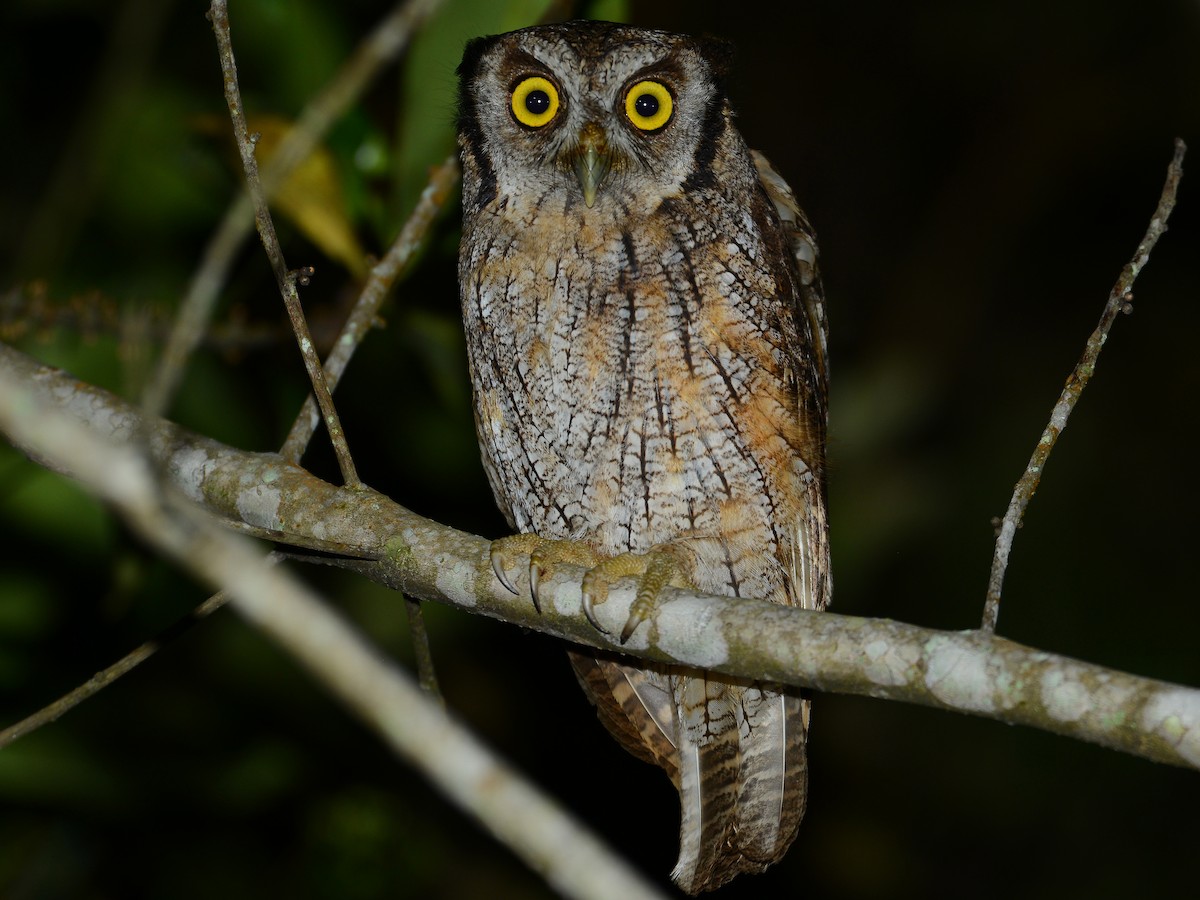 Tropical Screech-Owl - Megascops choliba - Birds of the World