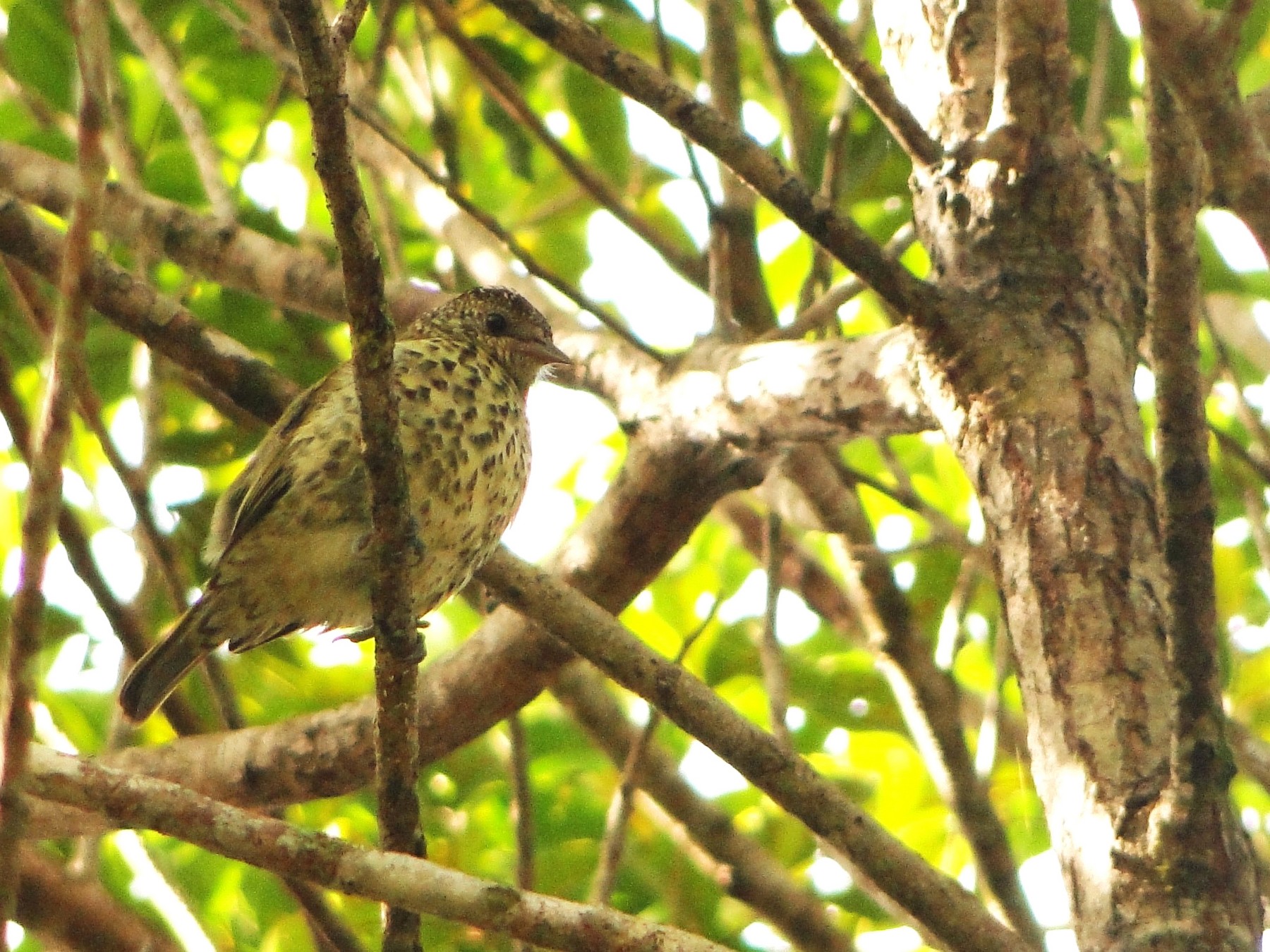 Sharpbill - eBird