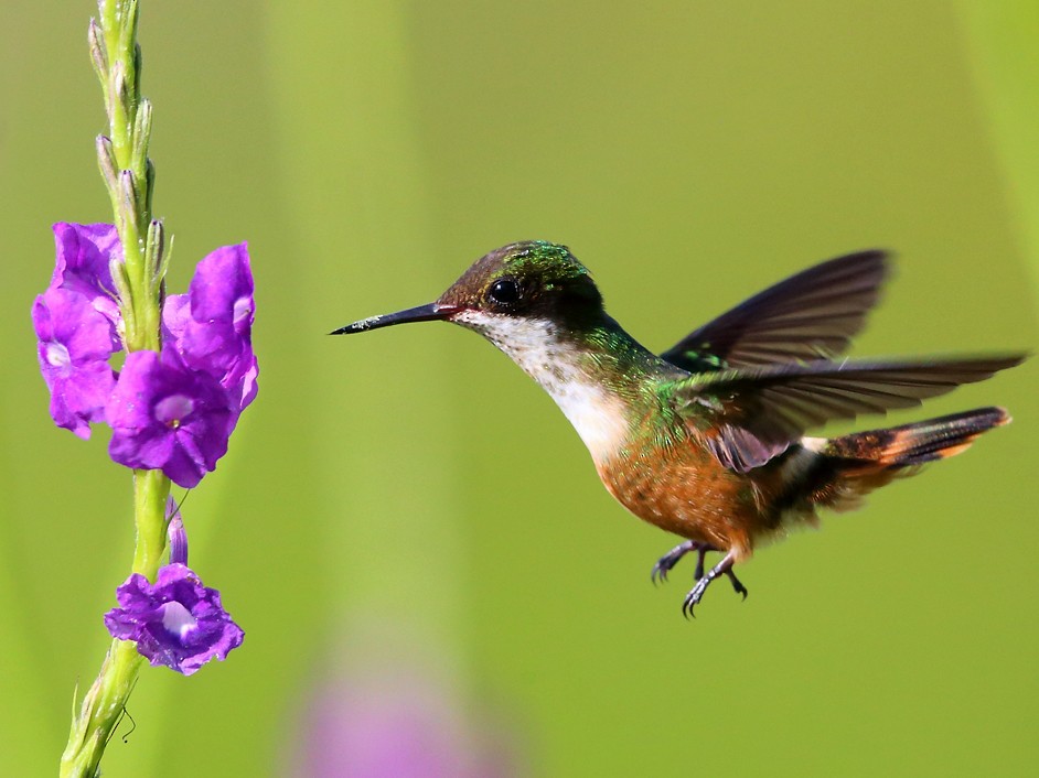 White-crested Coquette - eBird