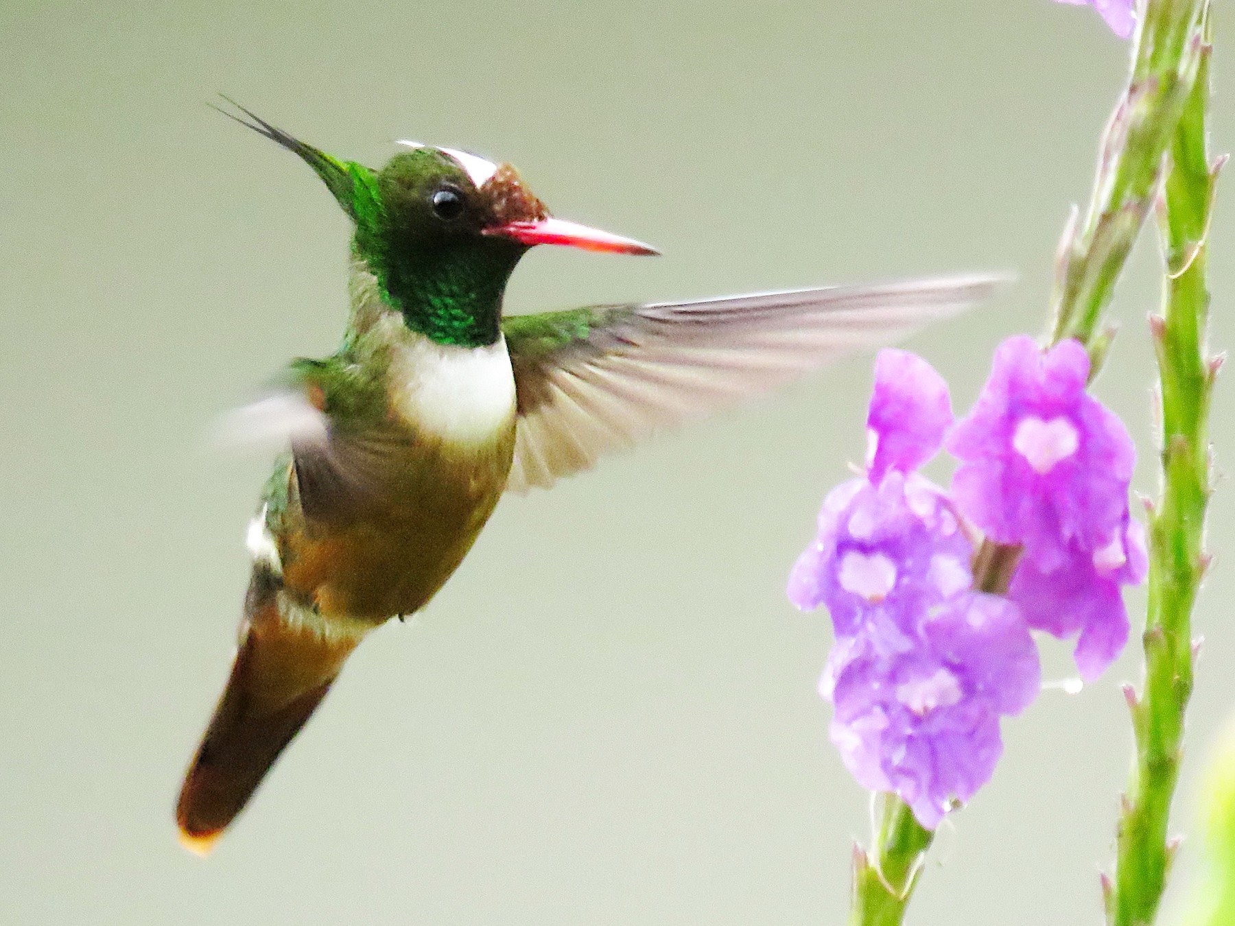 White-crested Coquette - eBird