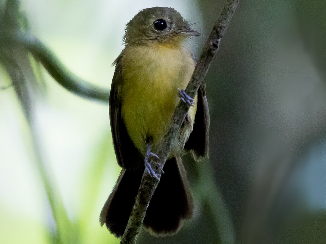 Black-tailed Flycatcher - Myiobius atricaudus - Birds of the World