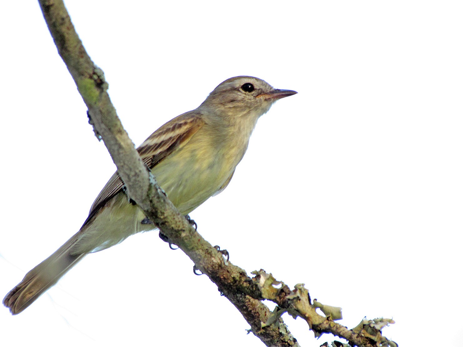 Nesotriccus sp. - eBird