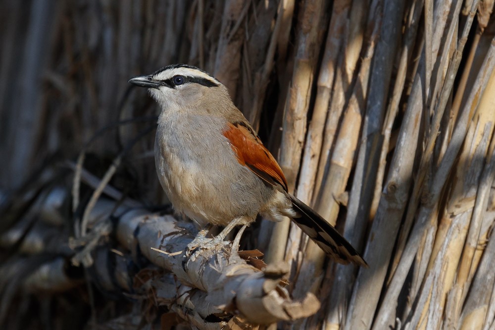 Black-crowned Tchagra - Tchagra senegalus - Birds of the World