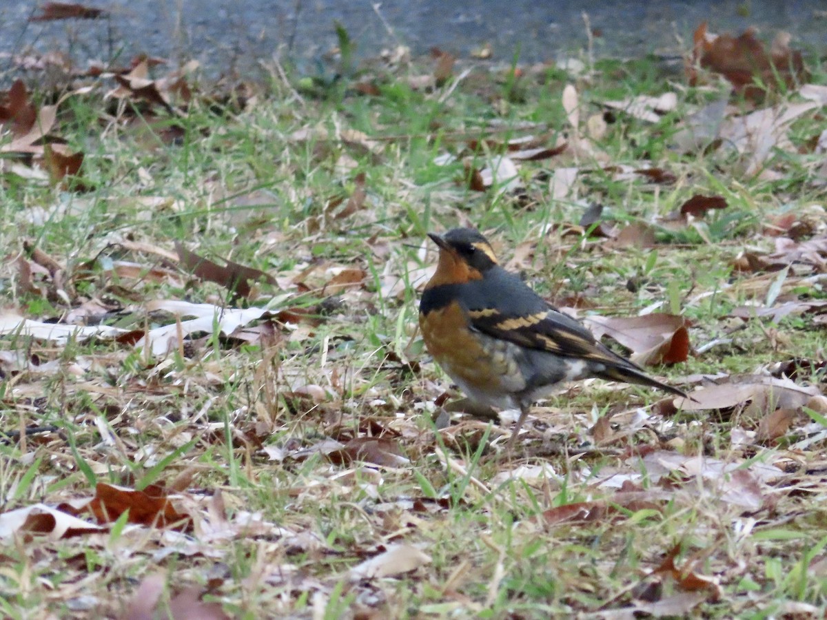 eBird Checklist - 22 Nov 2022 - stakeout Varied Thrush, Funnell Street (2022) - 7 species