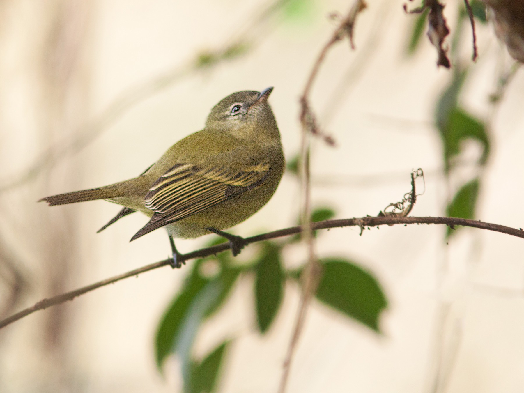 Rough-legged Tyrannulet - eBird