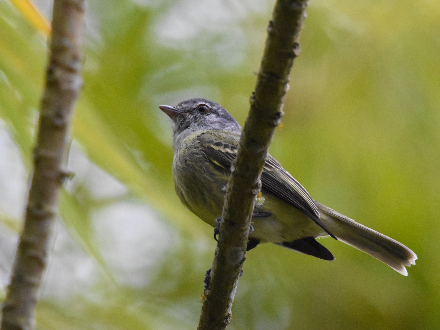 Rough-legged Tyrannulet - eBird