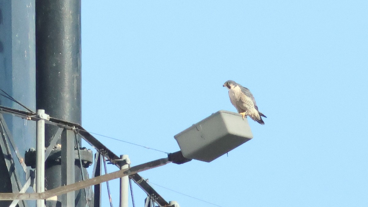 eBird Checklist - 22 Nov 2022 - 9 Ridge Road, Pleasant Ridge, Michigan ...