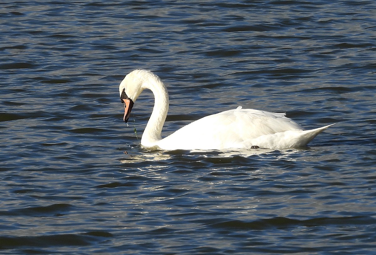 eBird Checklist - 22 Nov 2022 - Cliffe Pools RSPB Reserve - 45 species