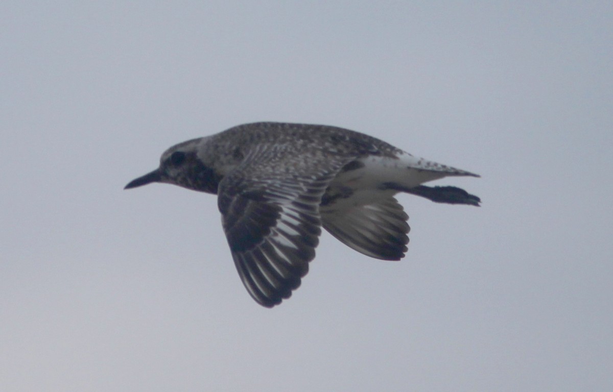 eBird Checklist - 22 Aug 2010 - Sandy Hook--North End - 14 species